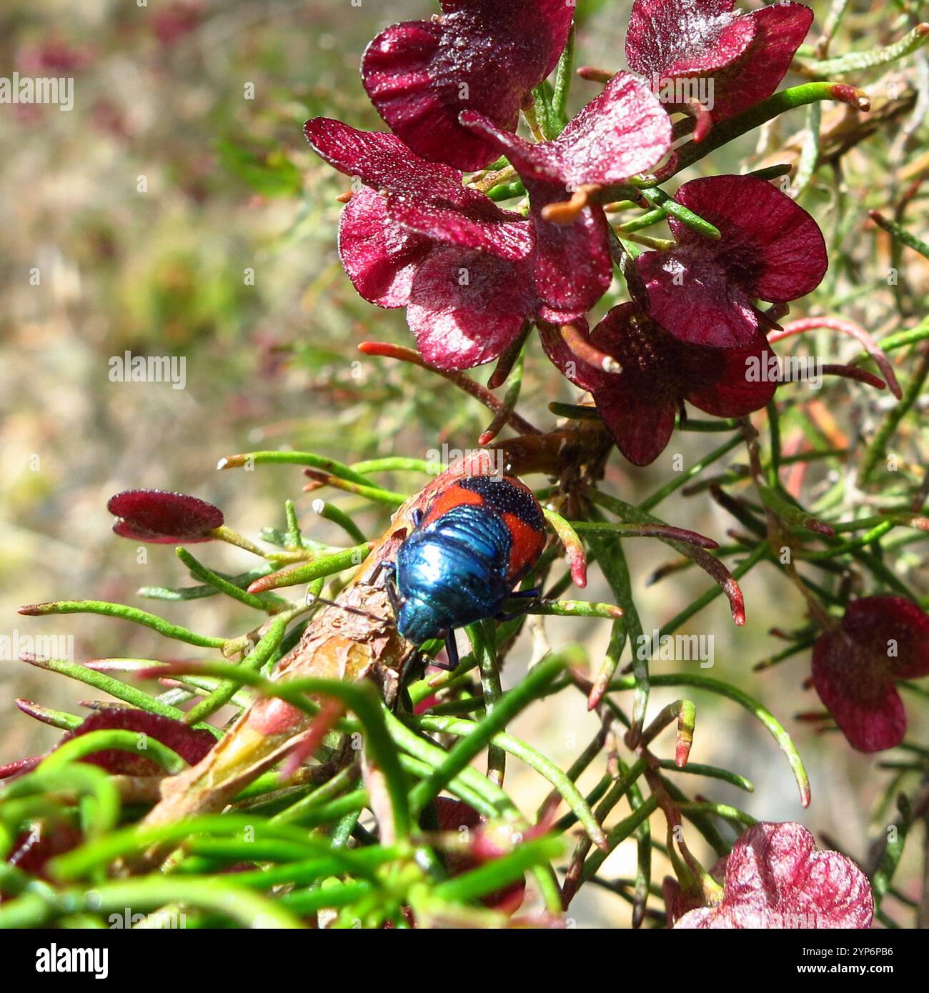 Red Jewel Bug (Choerocoris paganus Stock Photo - Alamy