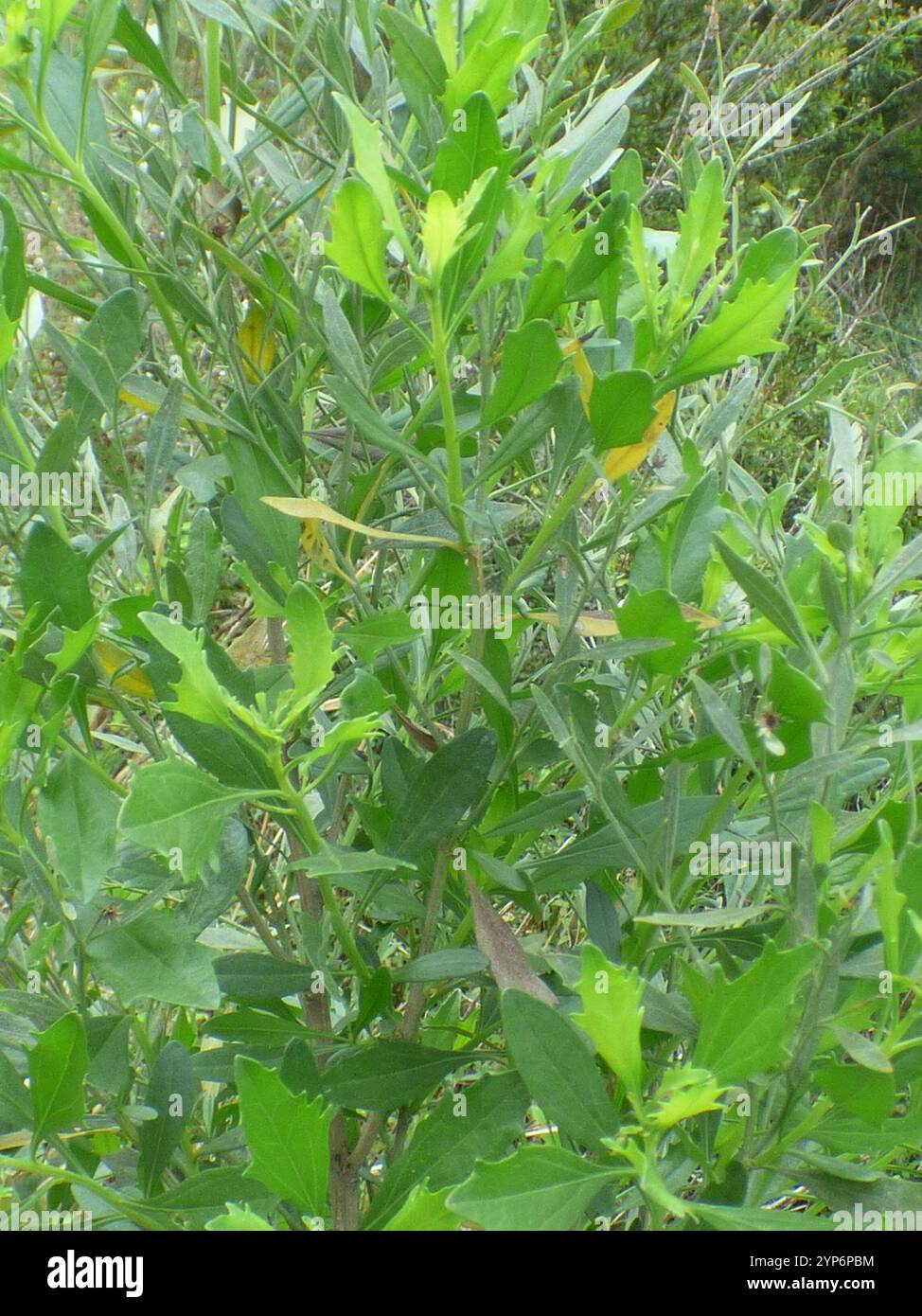 groundsel tree (Baccharis halimifolia Stock Photo - Alamy