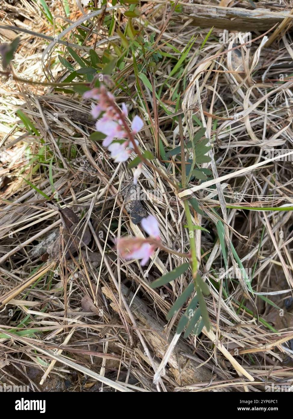 Carolina Vetch (Vicia caroliniana Stock Photo - Alamy