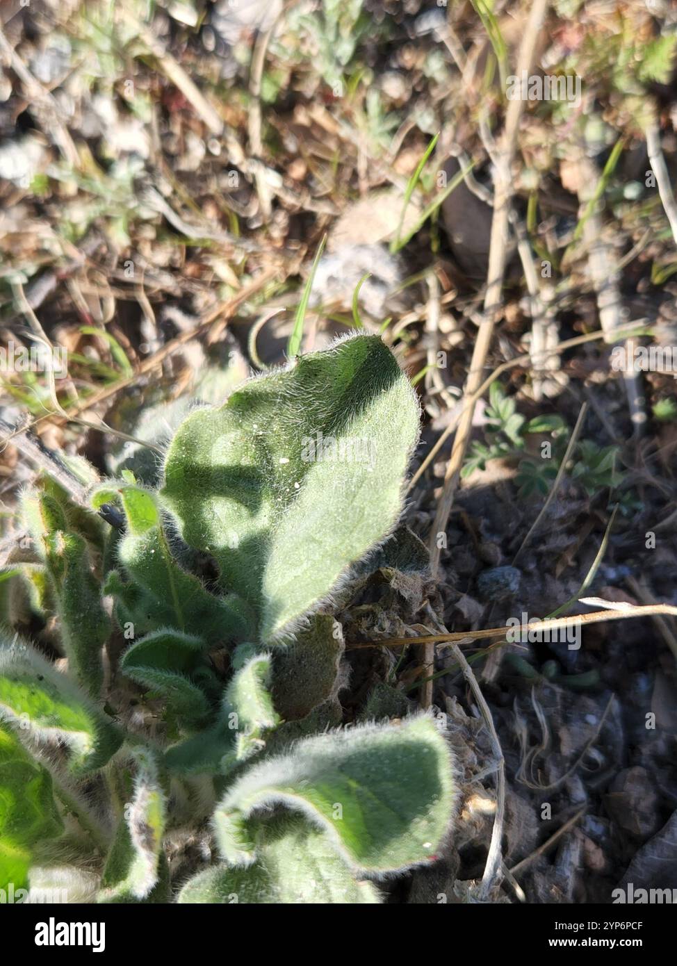 Telegraphweed (Heterotheca grandiflora Stock Photo - Alamy