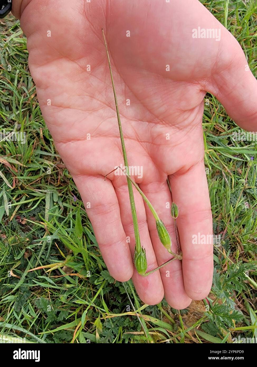 Mediterranean Stork's-bill (Erodium botrys Stock Photo - Alamy