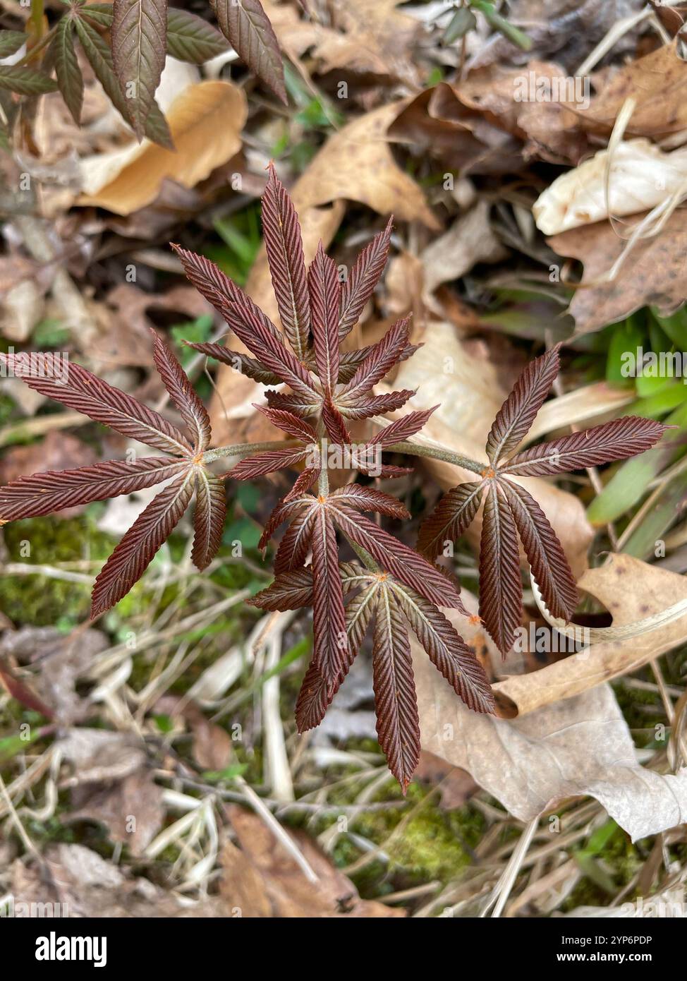 painted buckeye (Aesculus sylvatica Stock Photo - Alamy