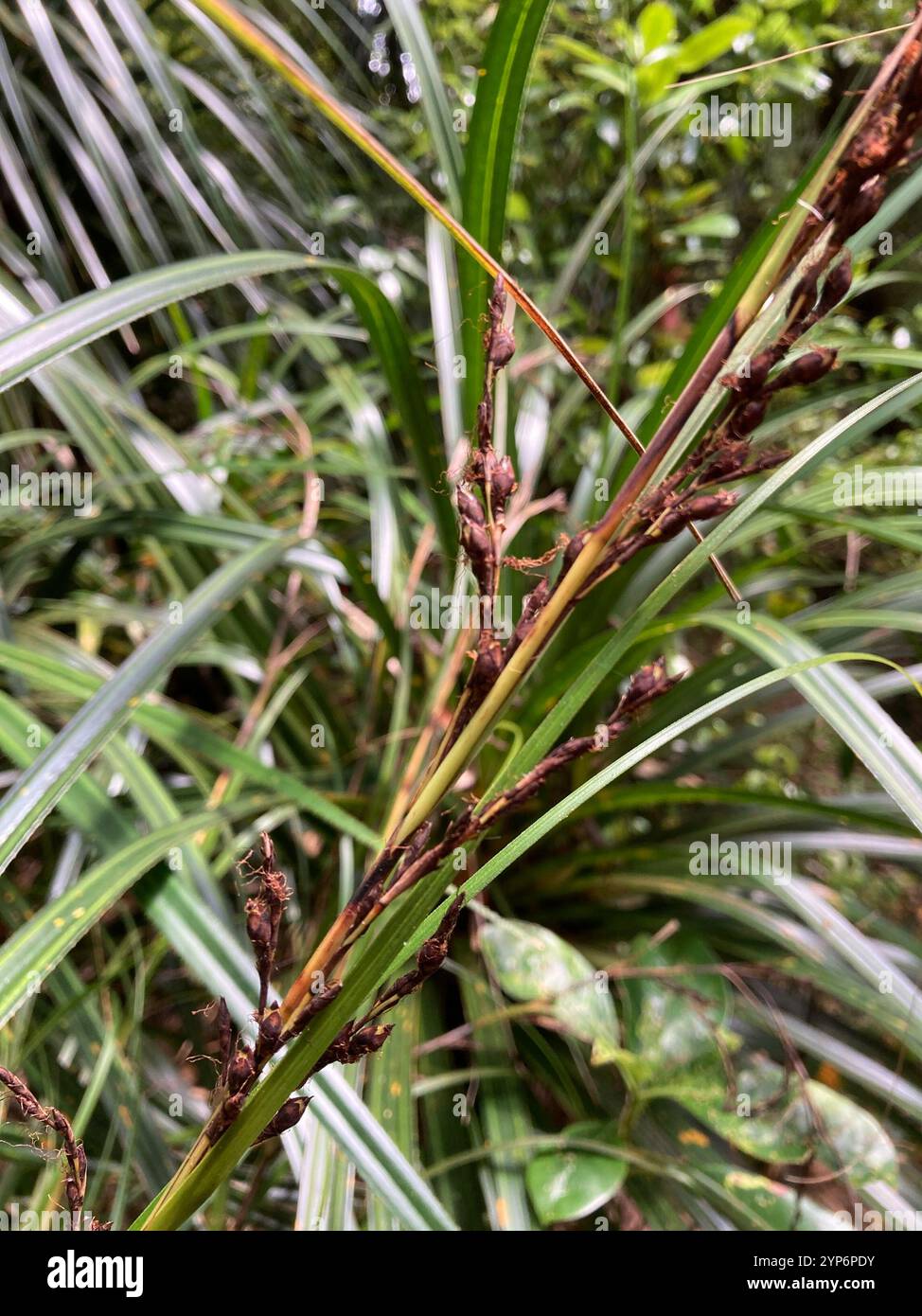 Cutting Sedge (Gahnia pauciflora Stock Photo - Alamy