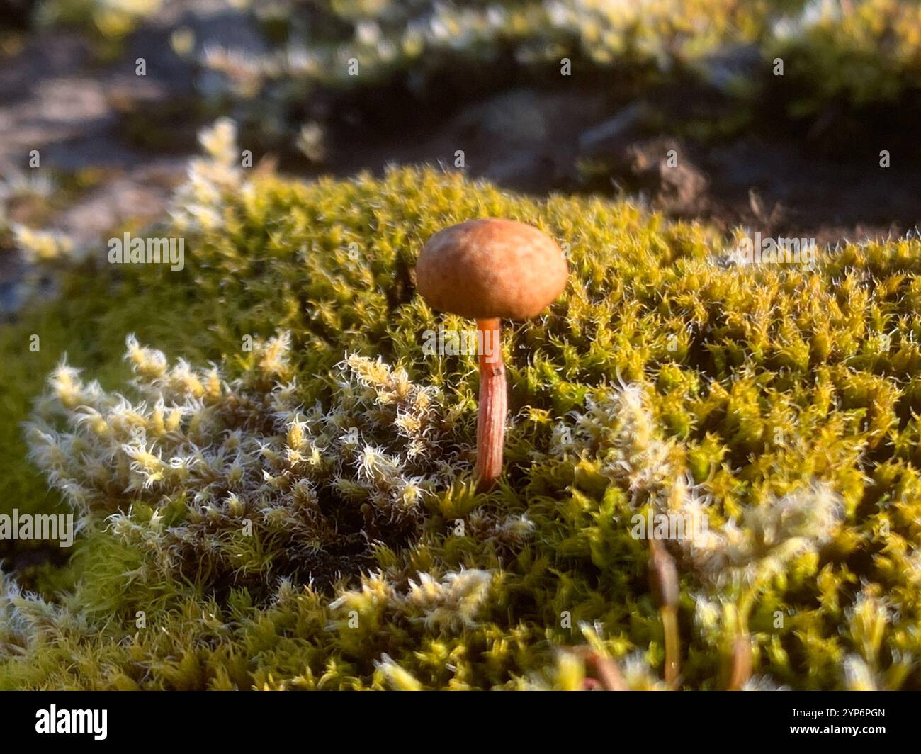 mountain moss deconica (Deconica montana Stock Photo - Alamy
