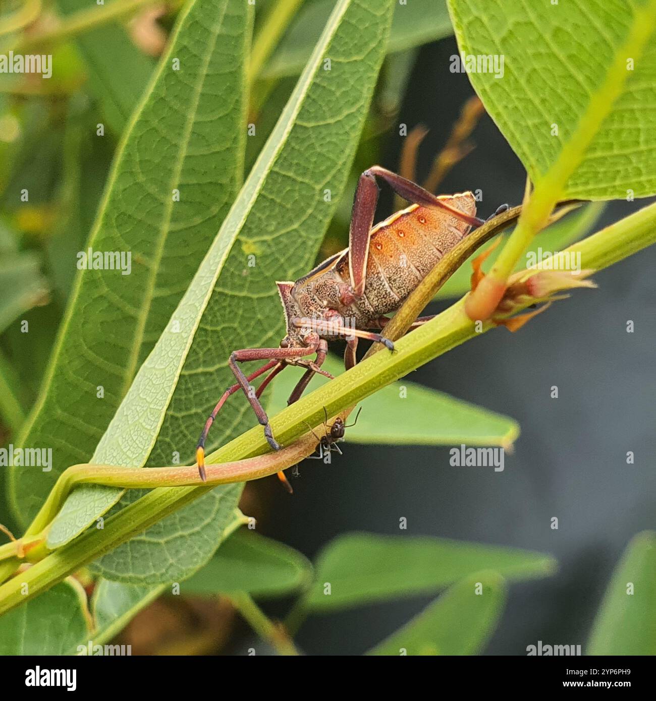 Crusader Bug (Mictis profana Stock Photo - Alamy