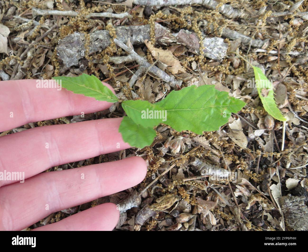 Sawtooth oak (Quercus acutissima Stock Photo - Alamy