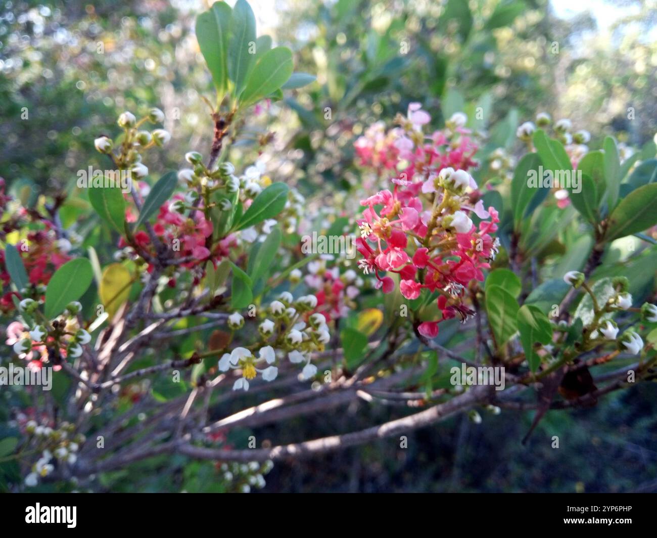 Locustberry (Byrsonima lucida Stock Photo - Alamy