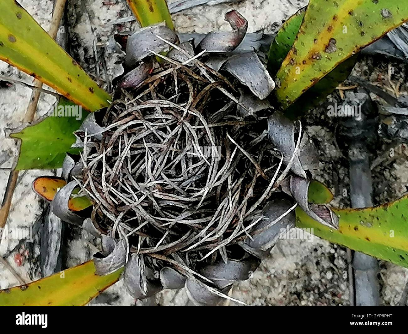 Common Ground Sugarbush (Protea acaulos Stock Photo - Alamy