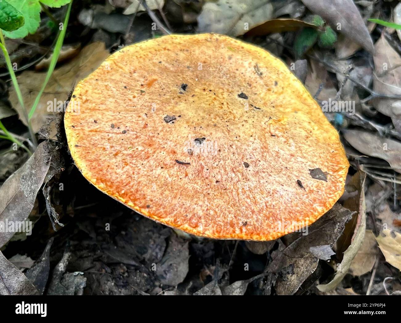 Fat Jack (Suillus caerulescens Stock Photo - Alamy