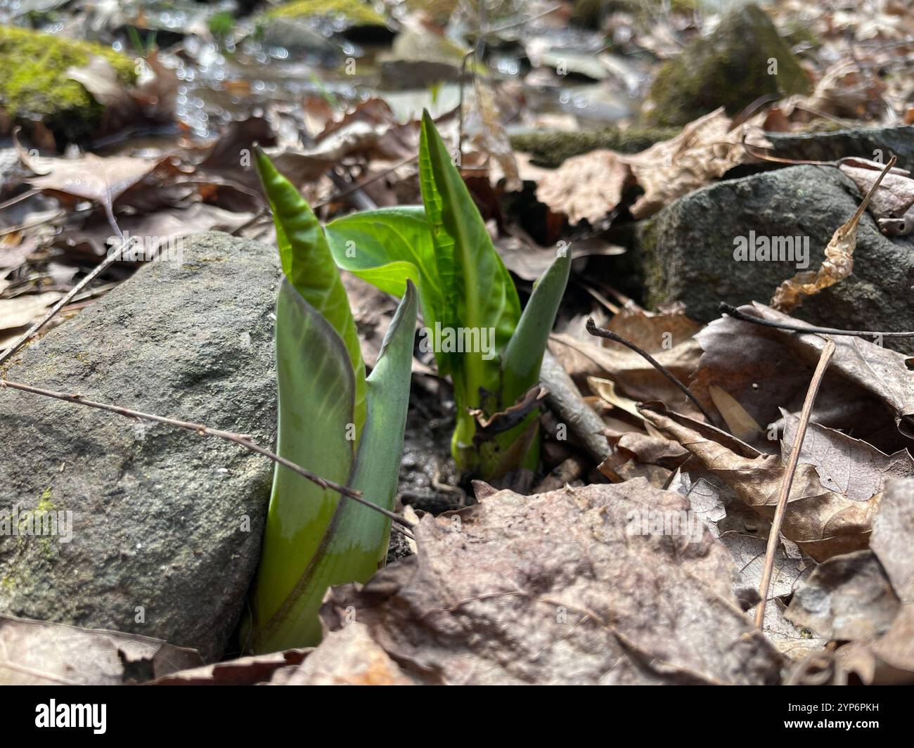Eastern Skunk Cabbage (Symplocarpus foetidus Stock Photo - Alamy