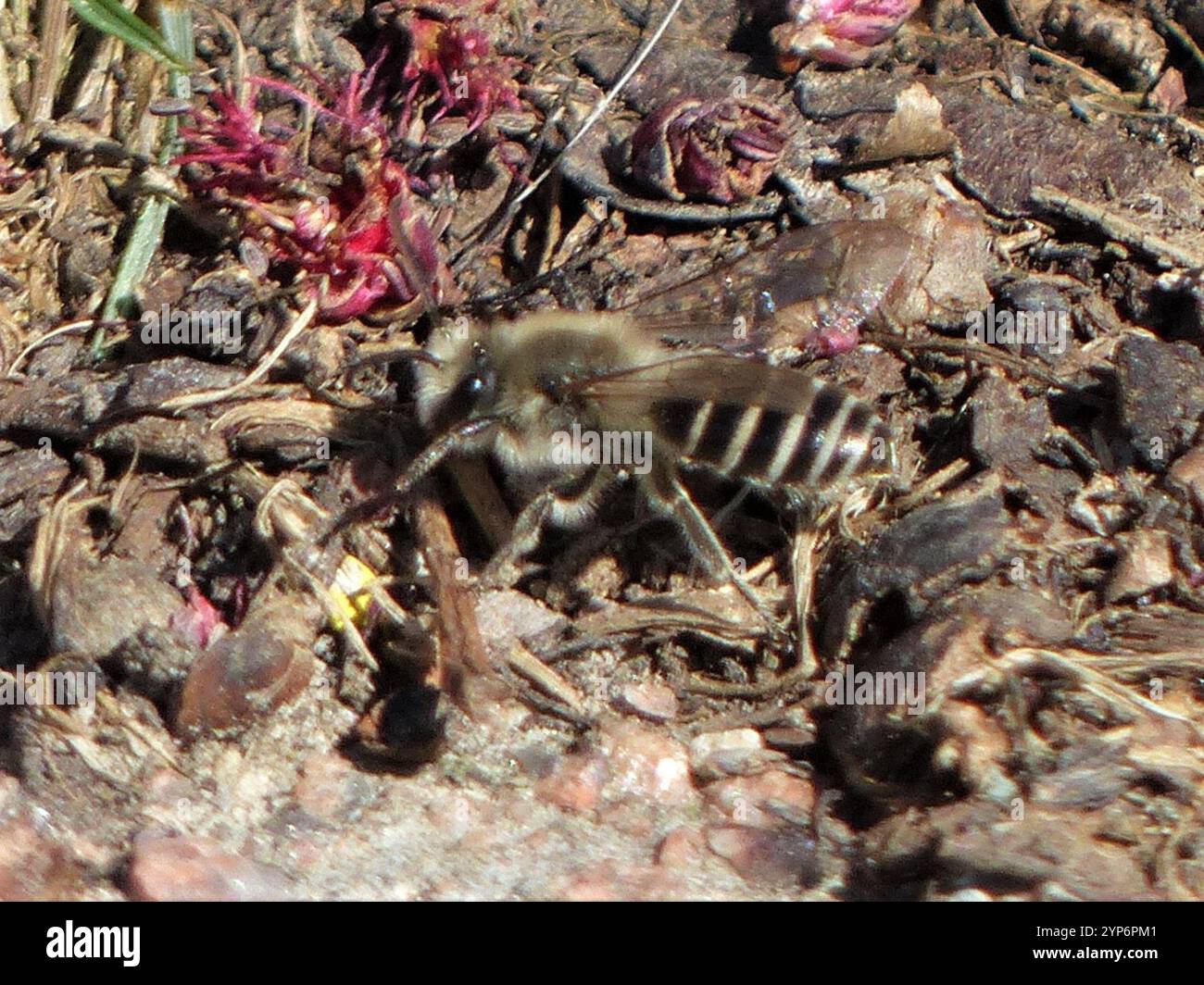 Unequal Cellophane Bee (Colletes inaequalis Stock Photo - Alamy