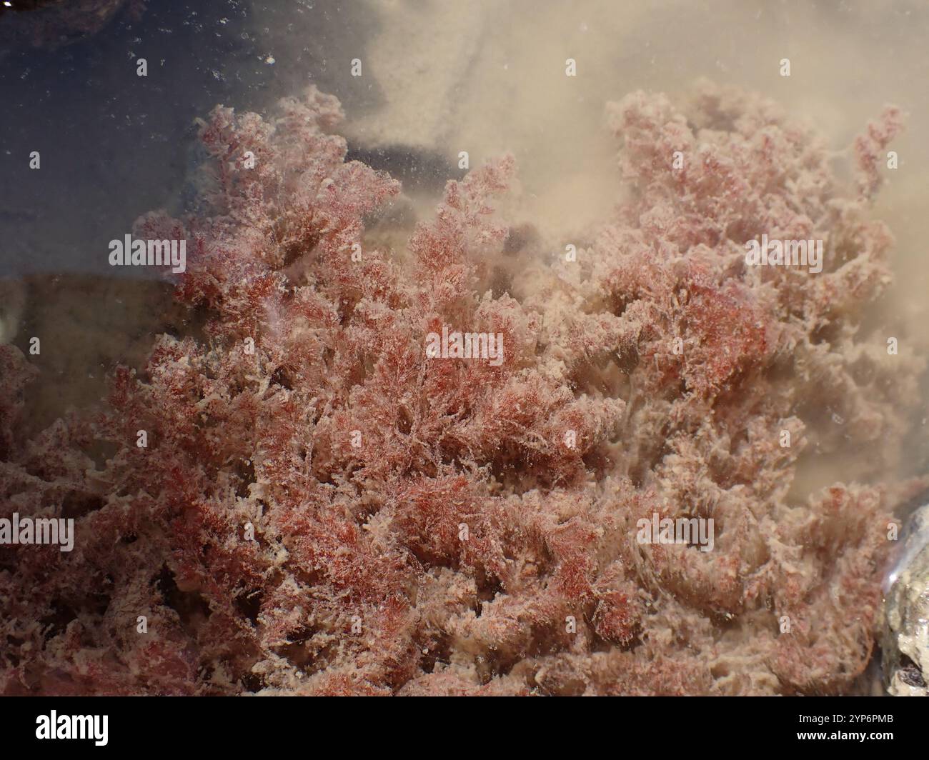 red algae (Rhodophyta Stock Photo - Alamy