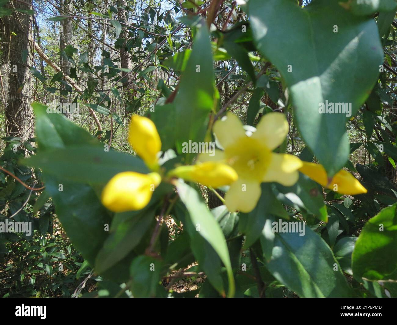 yellow jessamine (Gelsemium sempervirens Stock Photo - Alamy