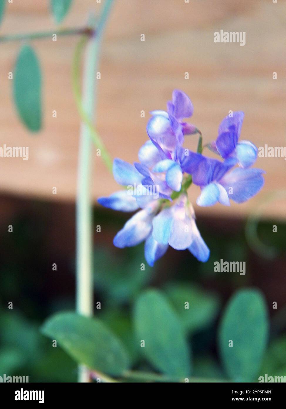 slender vetch (Vicia ludoviciana Stock Photo - Alamy