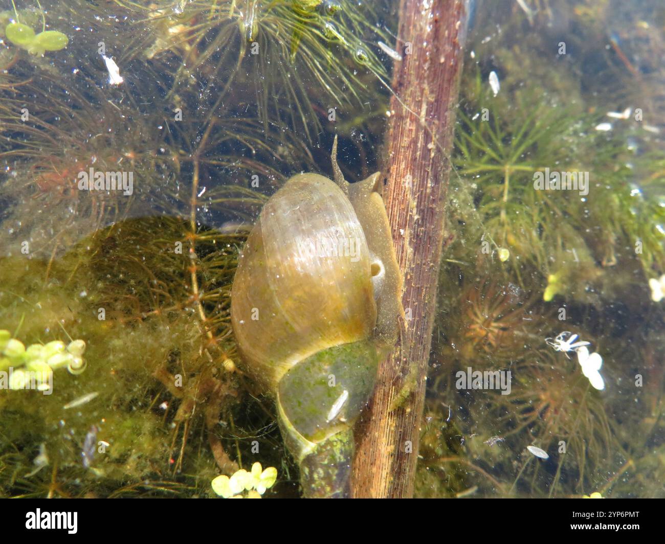 Great Pond Snail (Lymnaea stagnalis Stock Photo - Alamy
