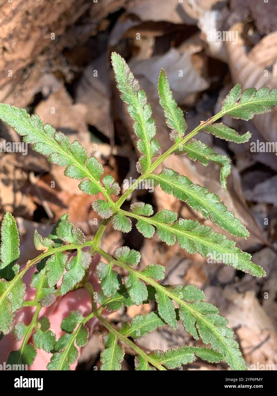 Cutleaf Grapefern (Sceptridium dissectum Stock Photo - Alamy