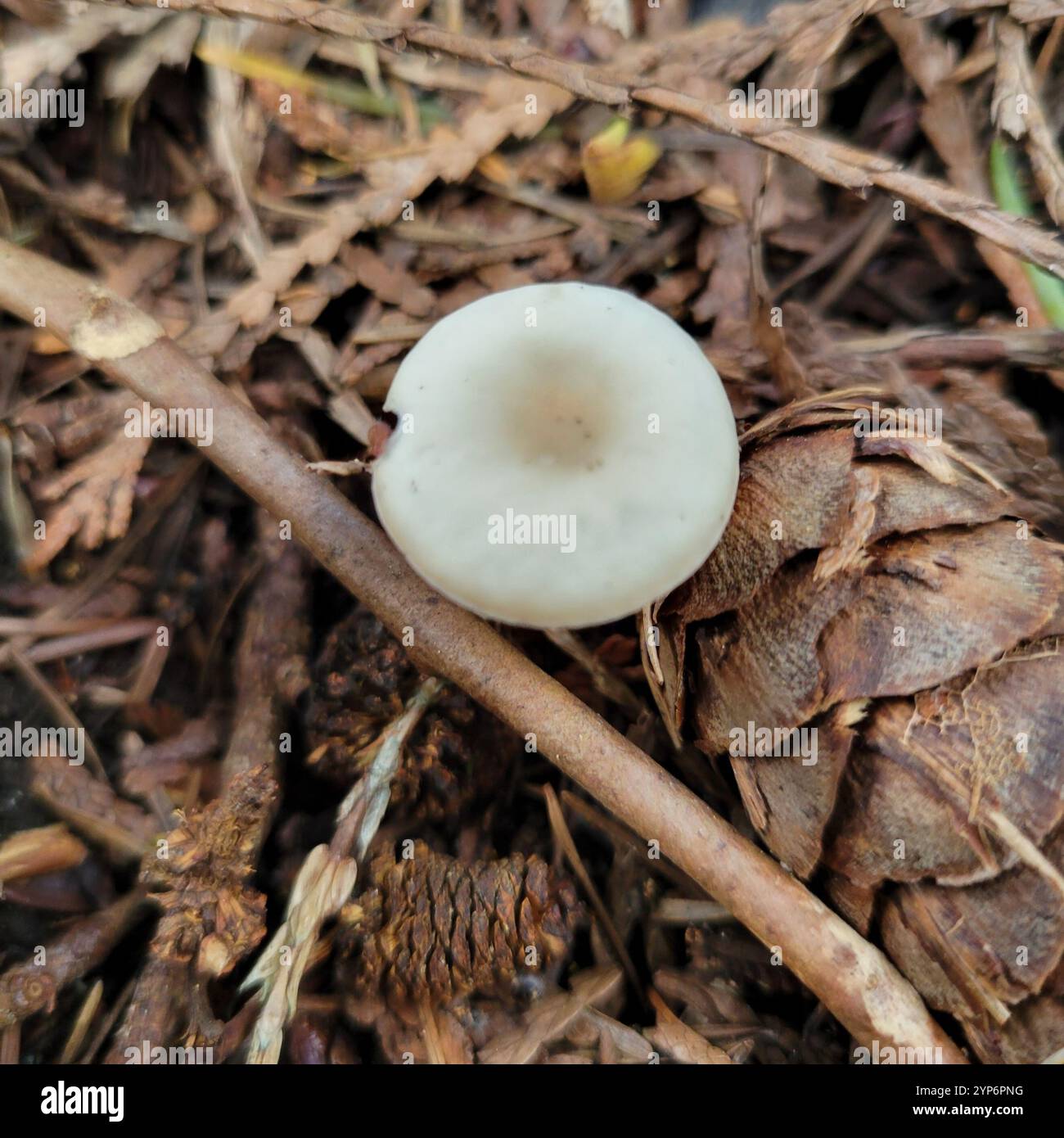 Fragrant Funnel (Clitocybe fragrans Stock Photo - Alamy