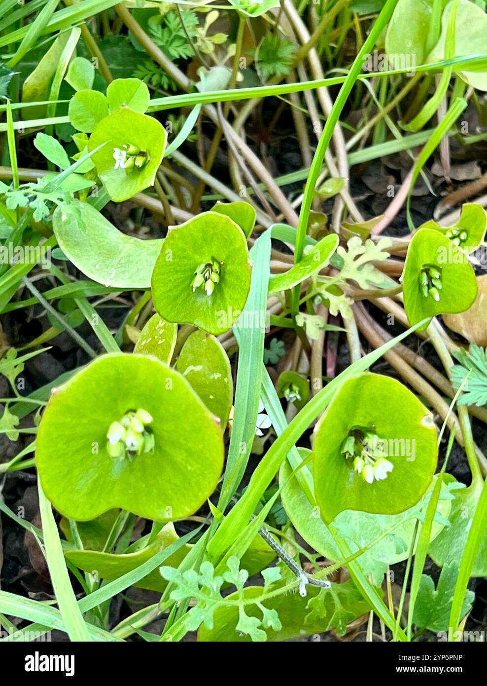 miner's lettuce (Claytonia perfoliata Stock Photo - Alamy