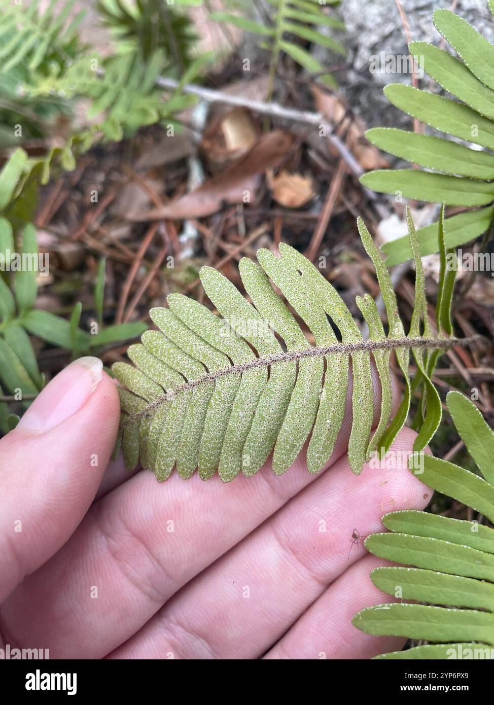 resurrection fern (Pleopeltis michauxiana Stock Photo - Alamy