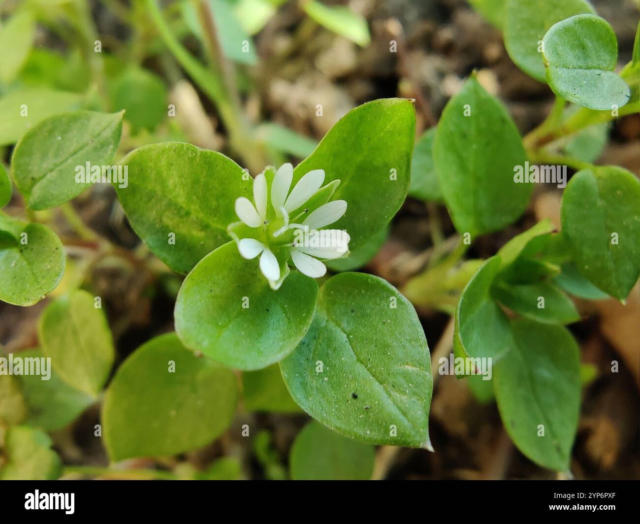 common chickweed (Stellaria media Stock Photo - Alamy