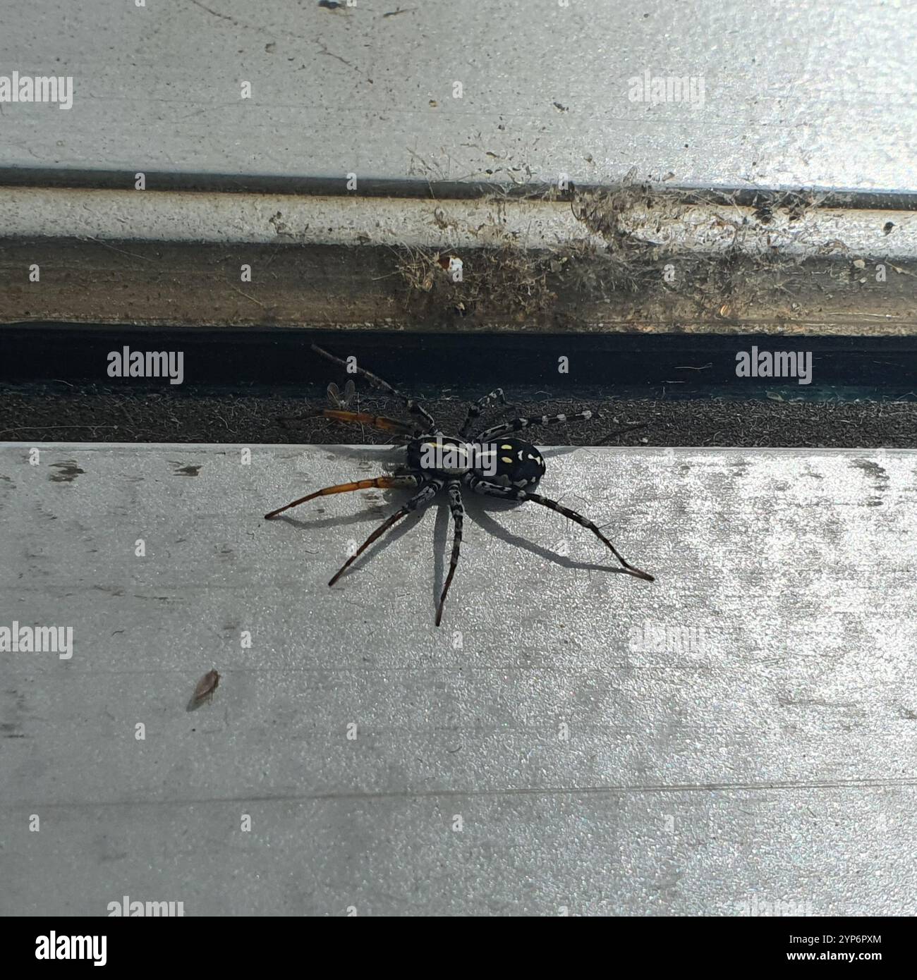 Spotted Ground Swift Spider (Nyssus coloripes Stock Photo - Alamy
