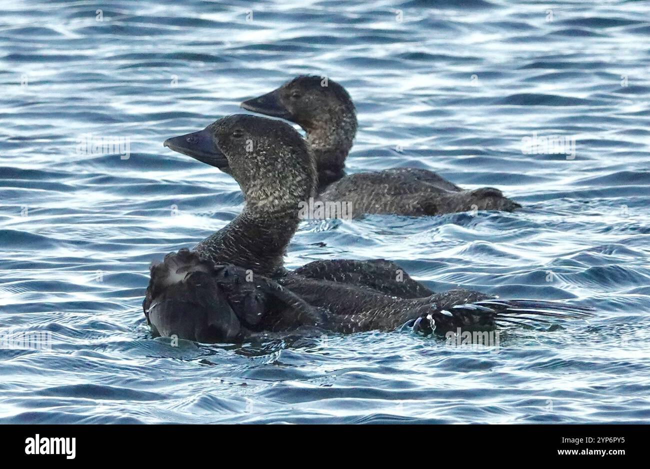 Musk Duck (Biziura lobata Stock Photo - Alamy
