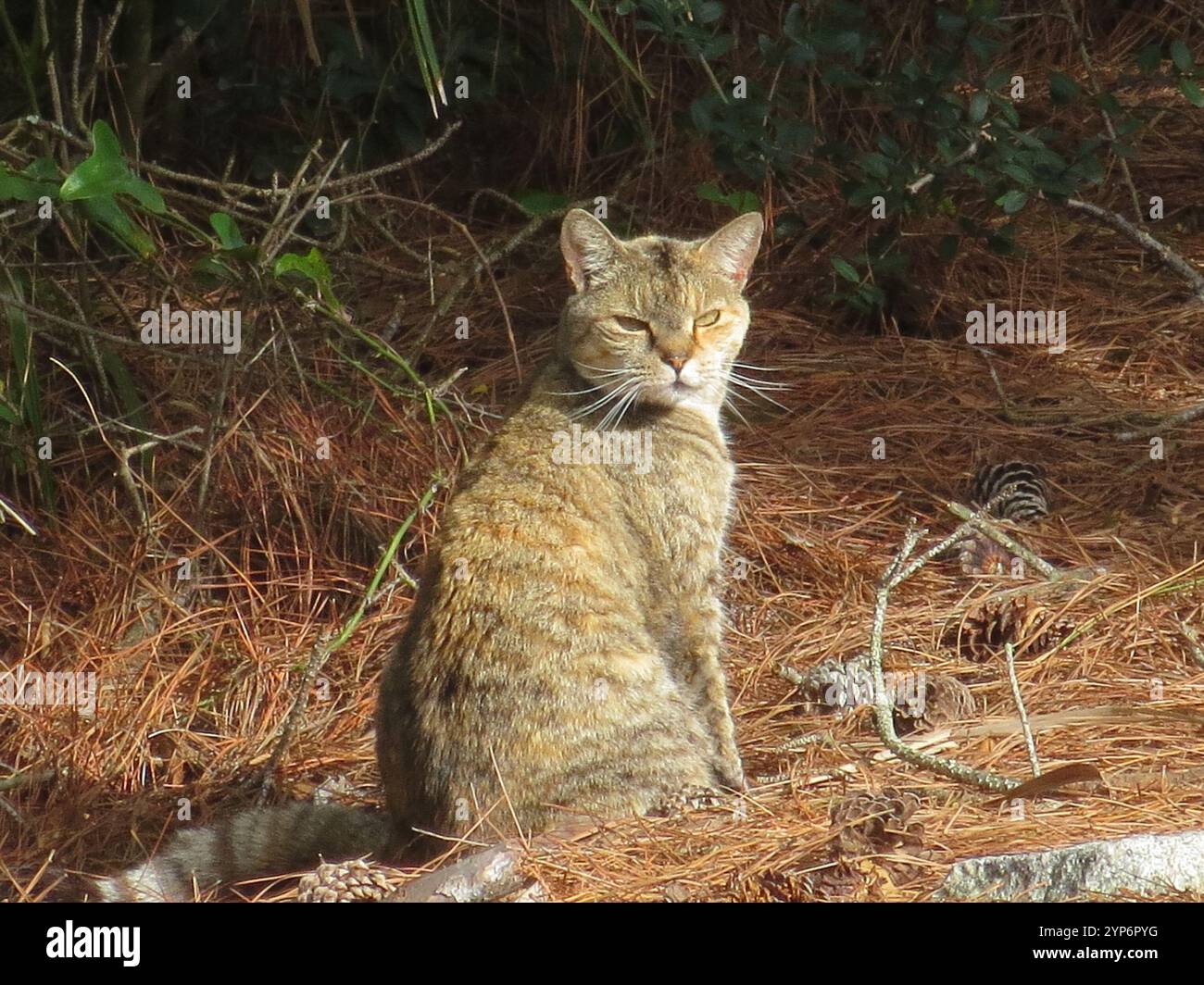 Domestic Cat (Felis catus Stock Photo - Alamy
