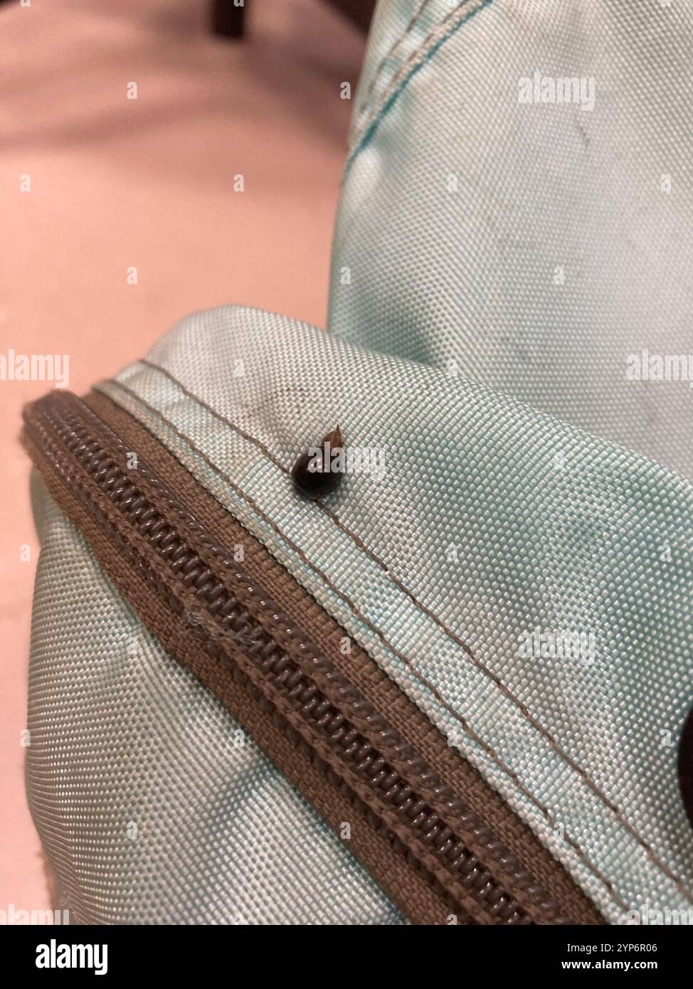 Scale-feeding Lady Beetles (Chilocorinae Stock Photo - Alamy