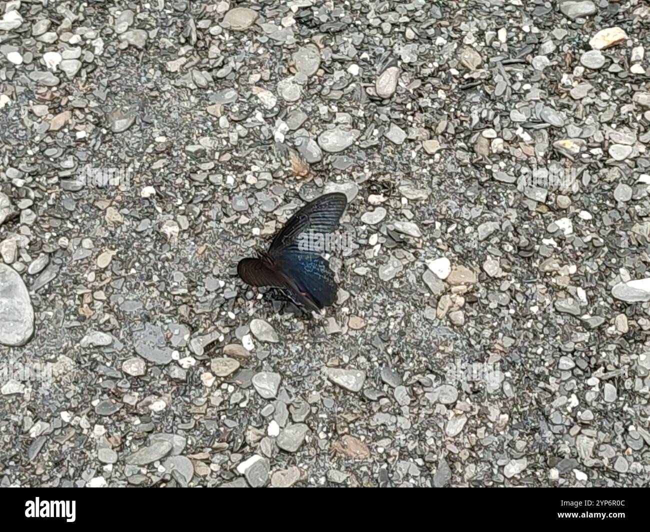 Spangle swallowtail hi-res stock photography and images - Alamy