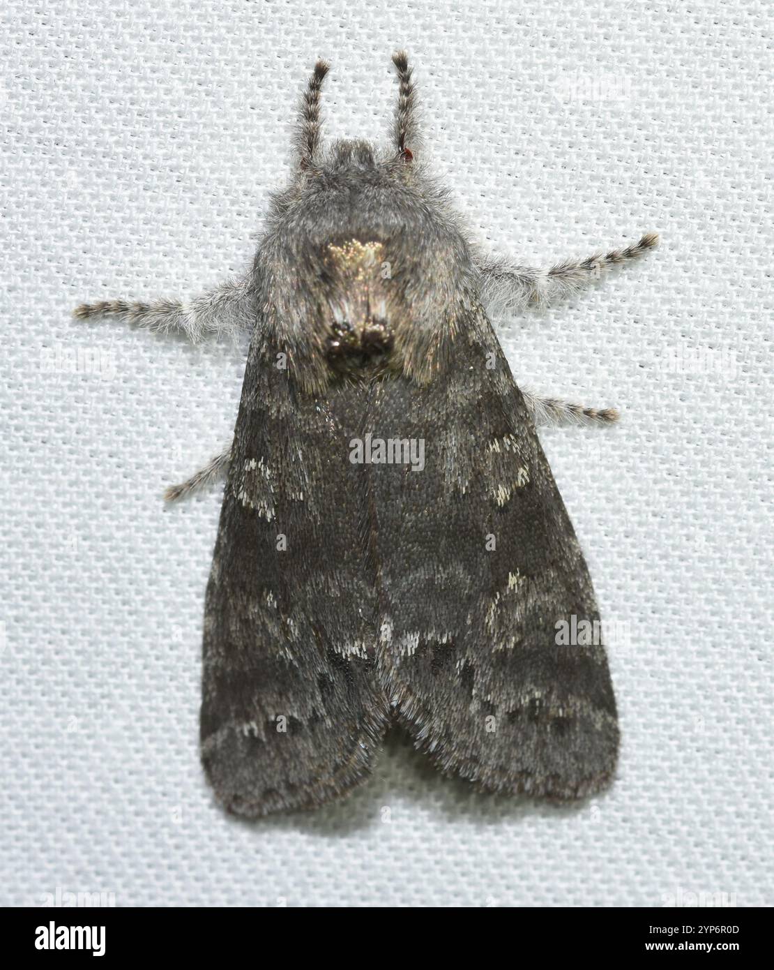 Roland's Sallow (Psaphida rolandi Stock Photo - Alamy