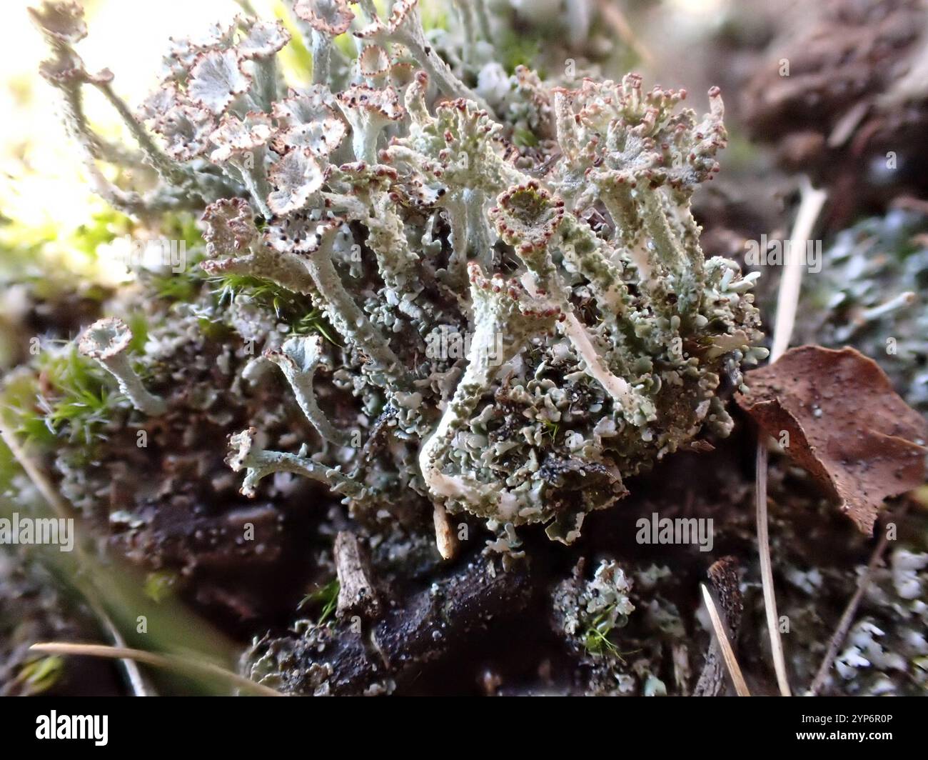 Ladder lichen hi-res stock photography and images - Alamy