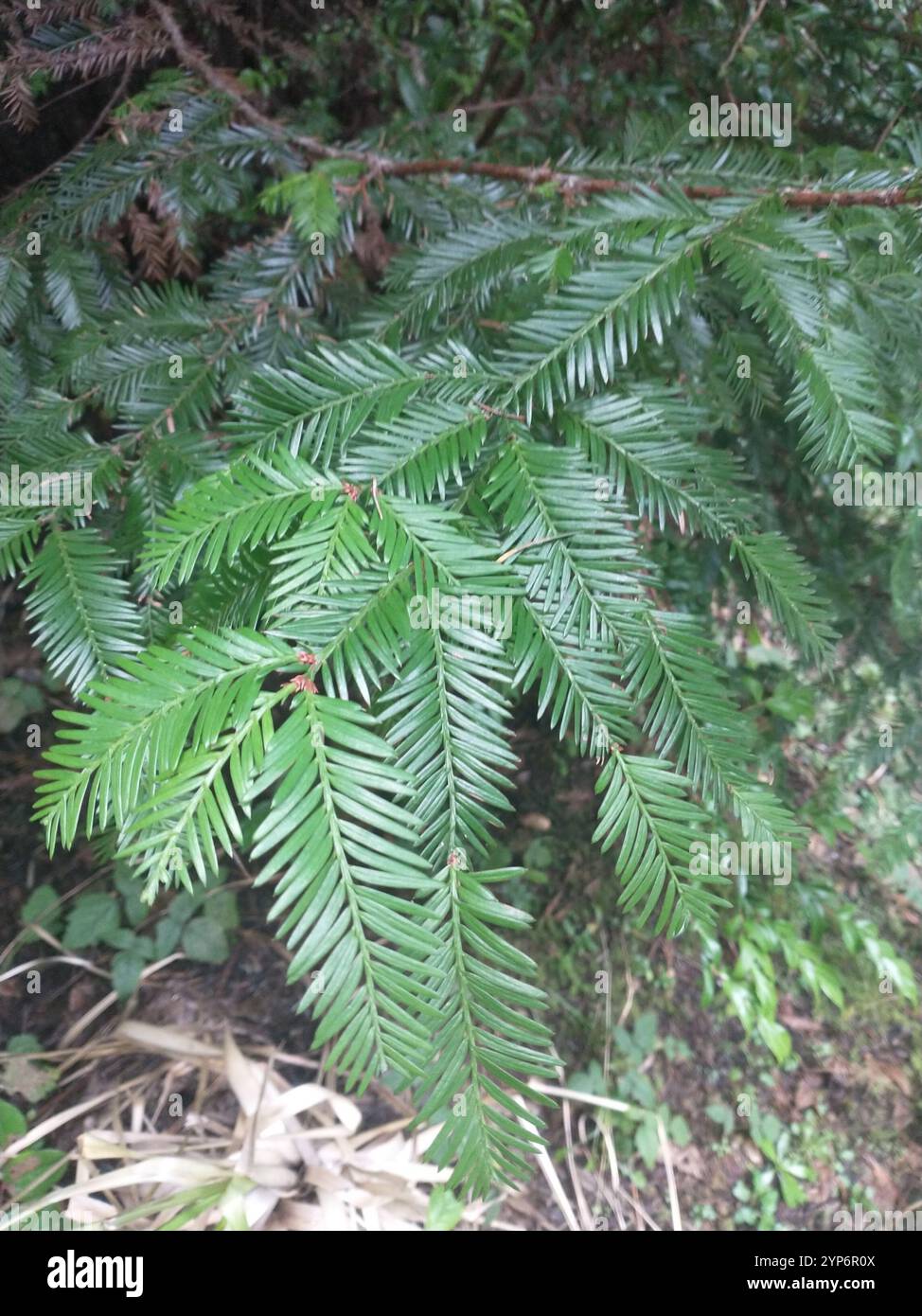 coast redwood (Sequoia sempervirens Stock Photo - Alamy