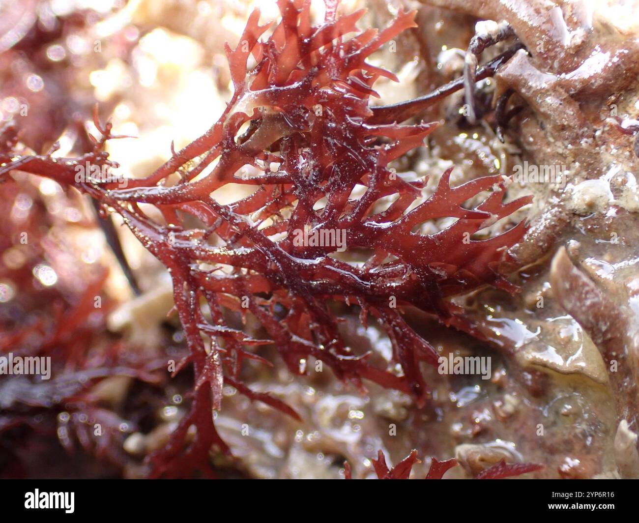 red algae (Rhodophyta Stock Photo - Alamy