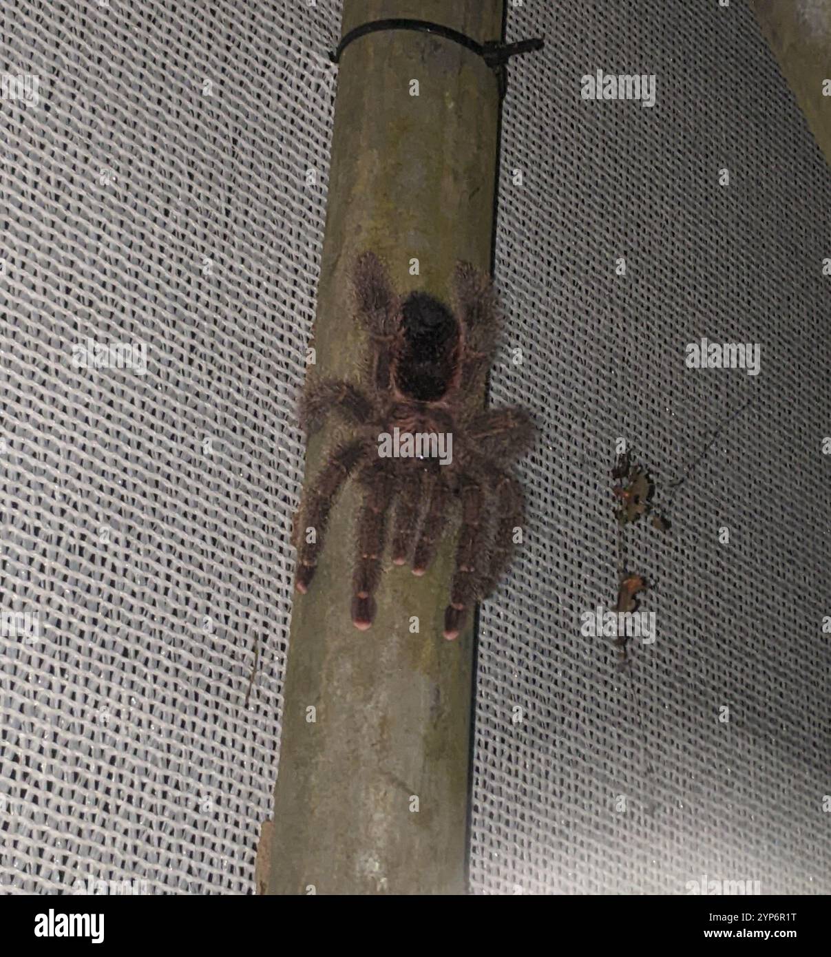 Yellow-banded Pinktoe Tarantula (Avicularia juruensis Stock Photo - Alamy