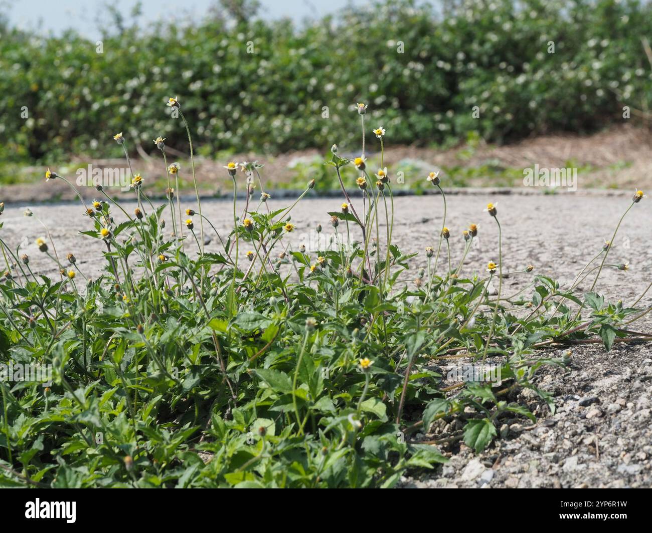 Tridax daisy (Tridax procumbens Stock Photo - Alamy