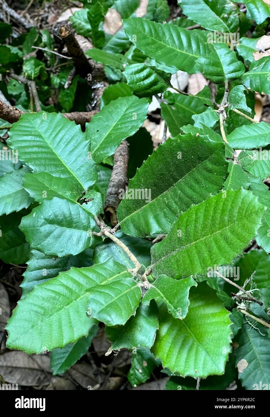 Tanoak (Notholithocarpus densiflorus Stock Photo - Alamy