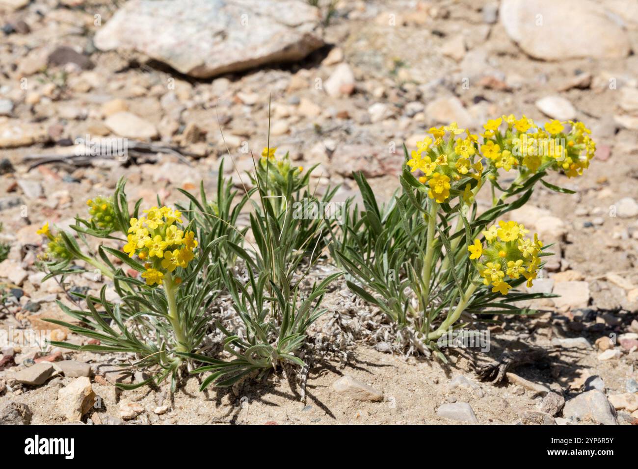 Brenda's Yellow Cryptantha (Oreocarya flava Stock Photo - Alamy
