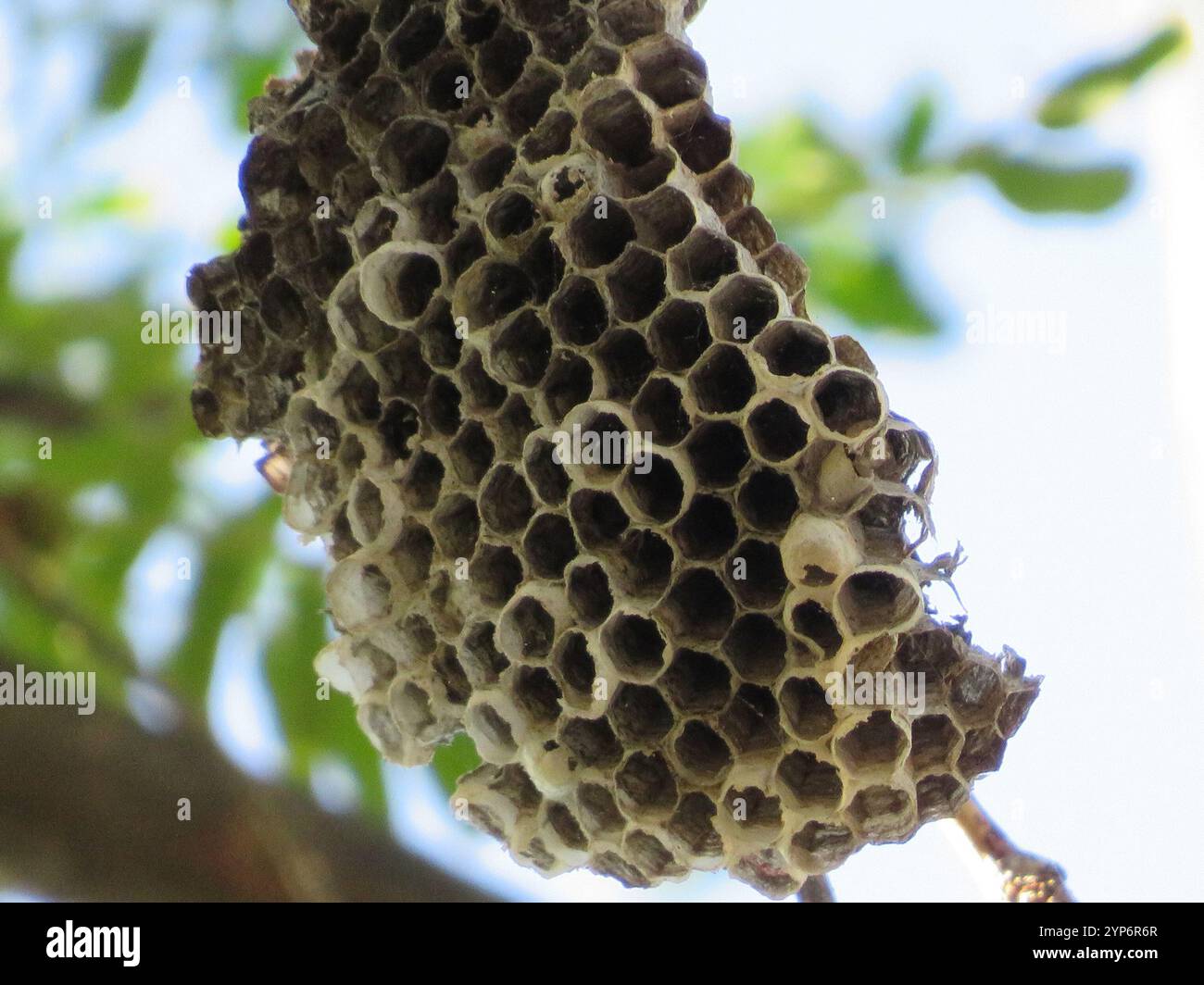 Paper Wasps (Polistinae Stock Photo - Alamy