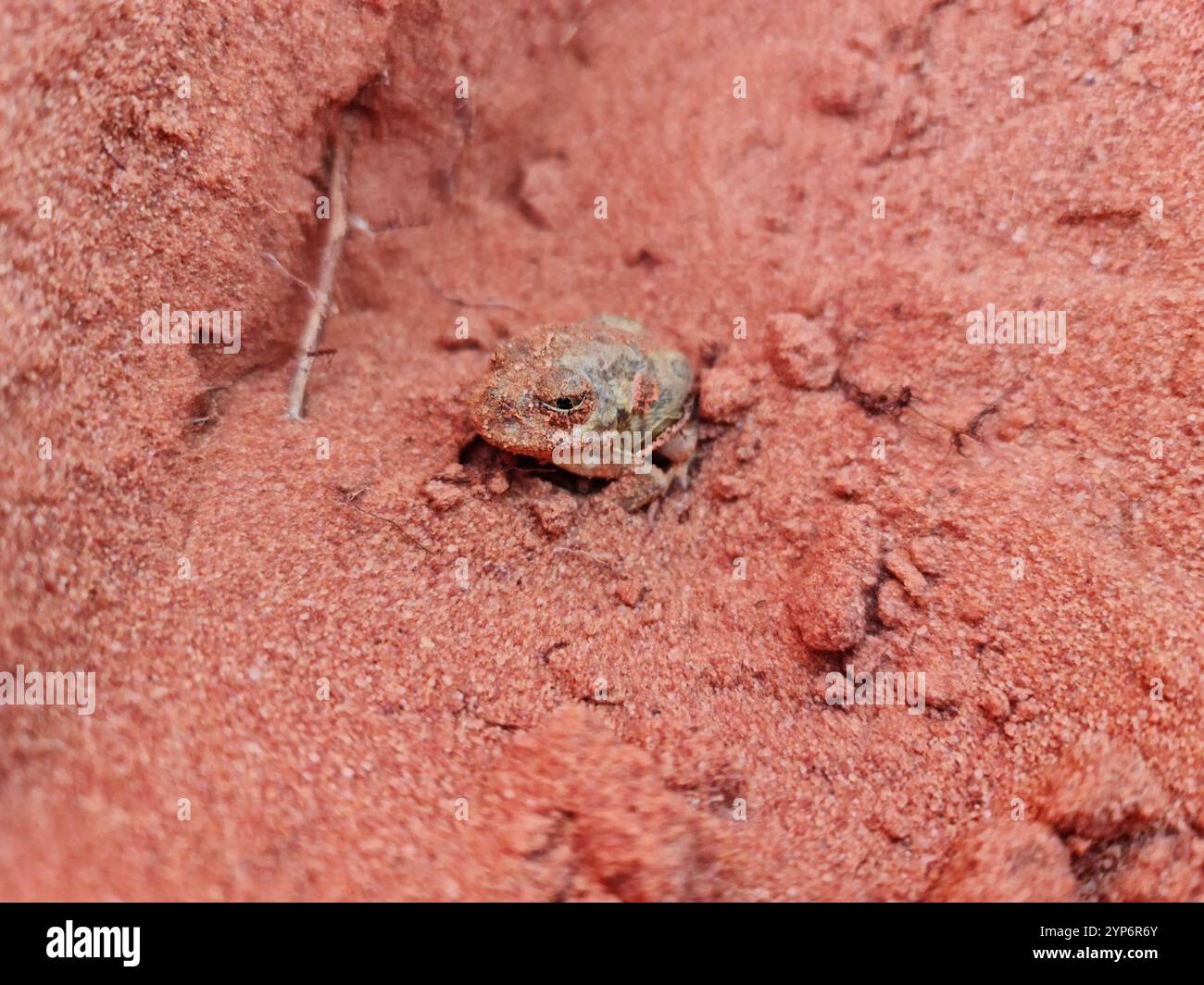 Desert Trilling Frog (Neobatrachus sudelli Stock Photo - Alamy