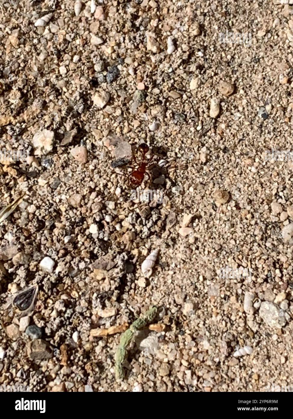 California Harvester Ant (Pogonomyrmex californicus Stock Photo - Alamy