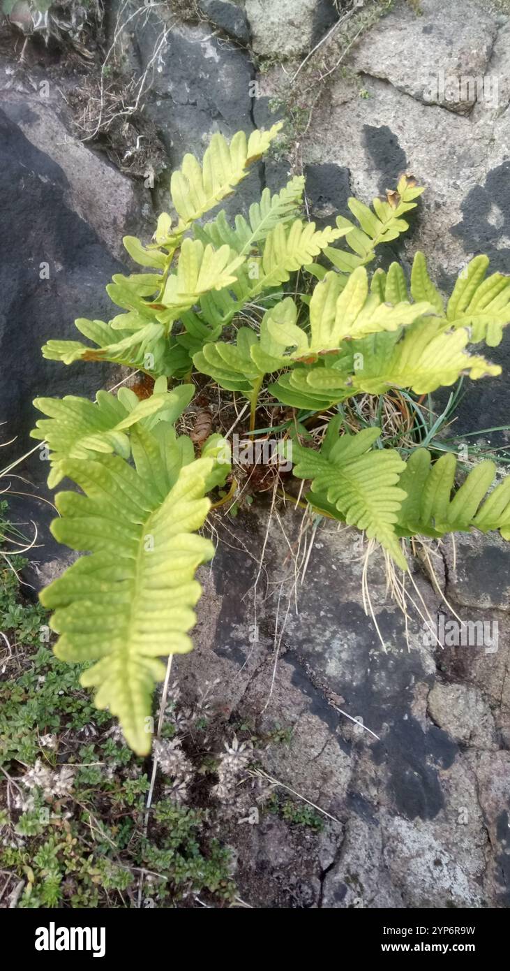intermediate polypody (Polypodium interjectum Stock Photo - Alamy