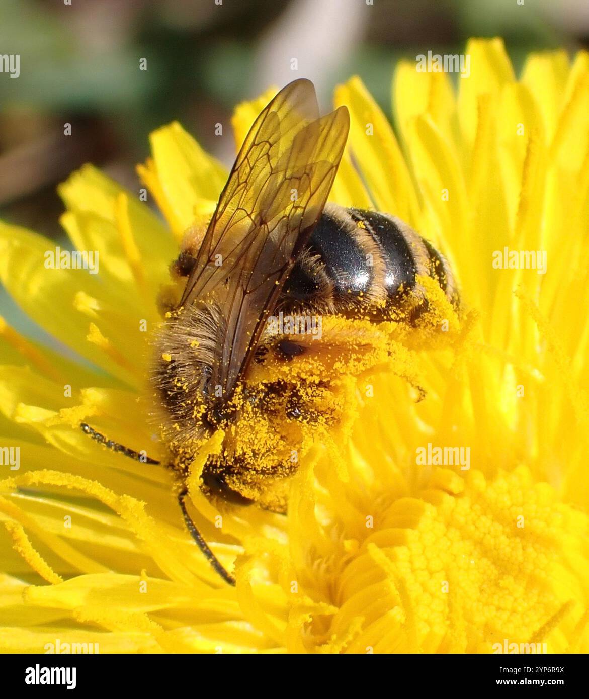 Yellow-legged Mining Bee (Andrena flavipes Stock Photo - Alamy