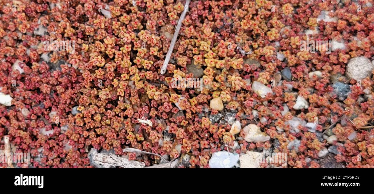sand pygmyweed (Crassula connata Stock Photo - Alamy