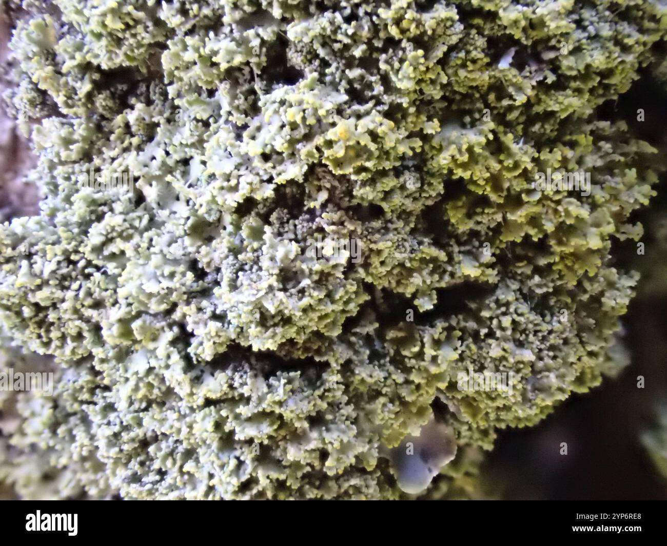 Candleflame Lichen (Candelaria concolor Stock Photo - Alamy