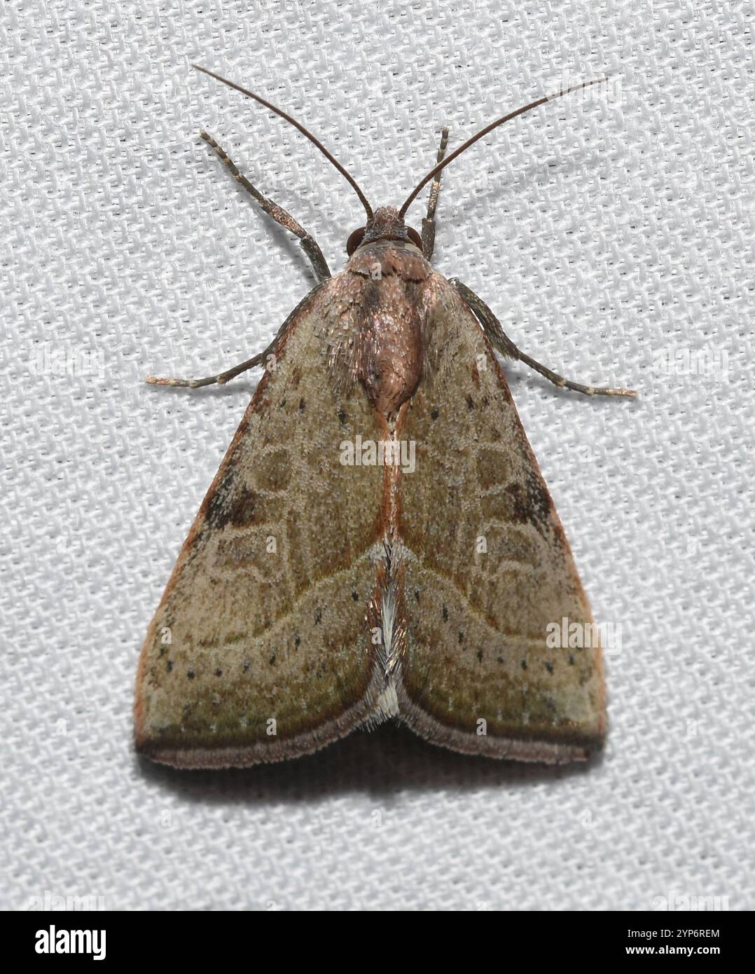 Wedgling Moth (Galgula partita Stock Photo - Alamy