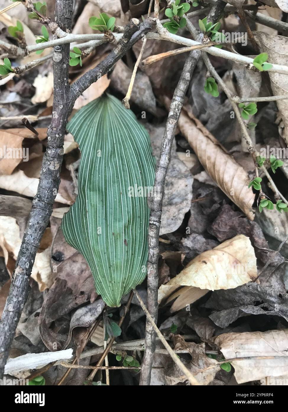 putty root (Aplectrum hyemale Stock Photo - Alamy