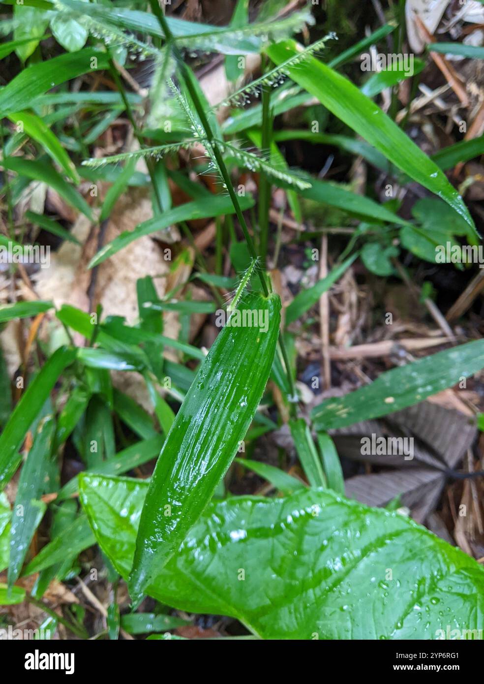 bristlegrasses, bluestems, paspalums, and allies (Panicoideae Stock ...