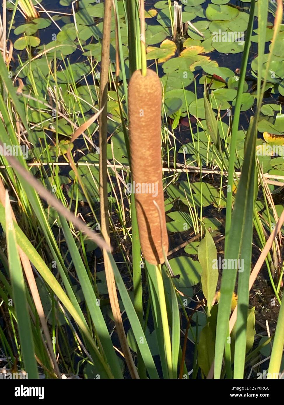 southern cattail (Typha domingensis Stock Photo - Alamy