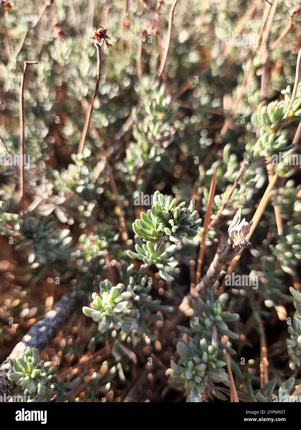 California Buckwheat (Eriogonum fasciculatum Stock Photo - Alamy