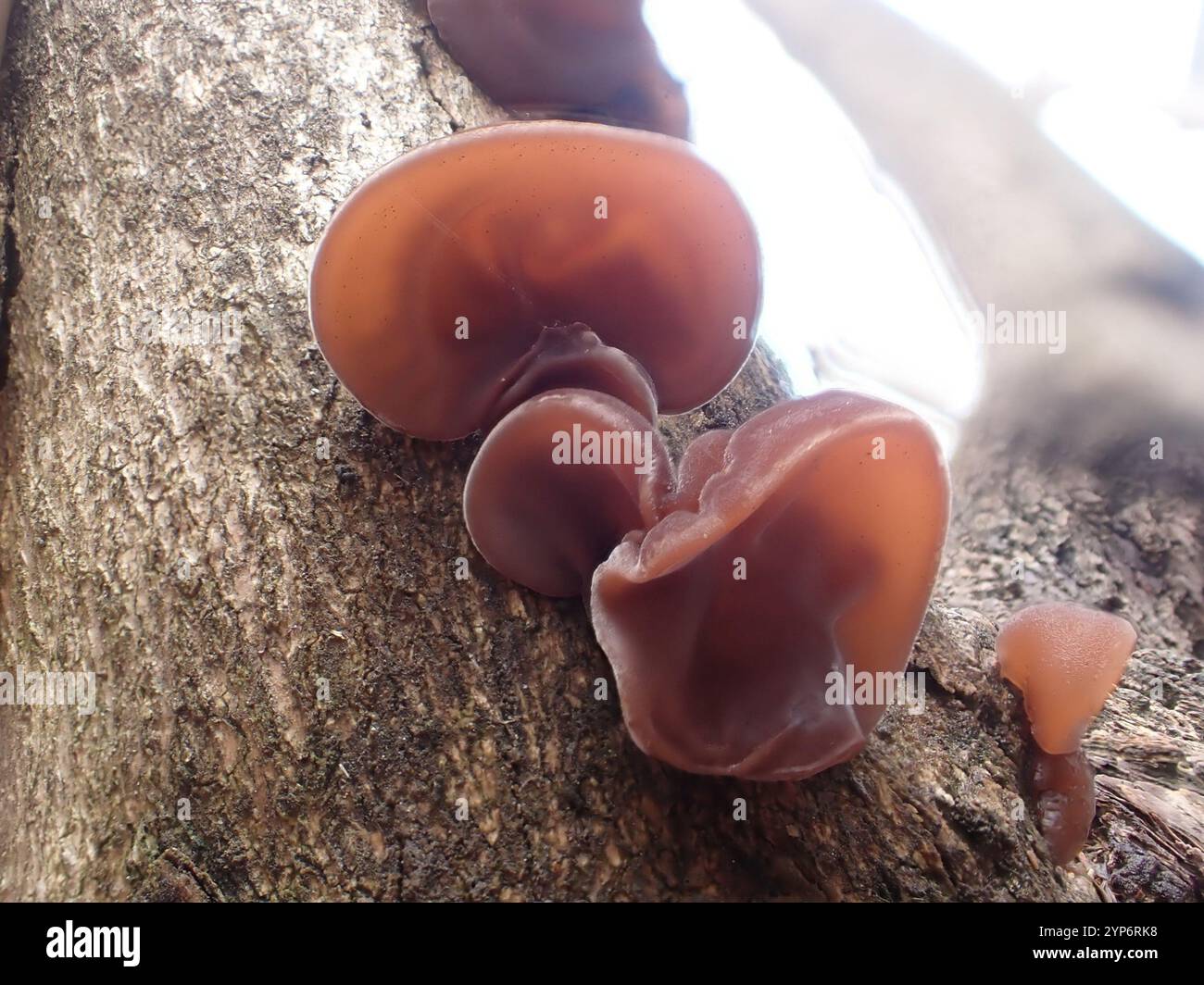 Jelly Ear (Auricularia auricula-judae Stock Photo - Alamy